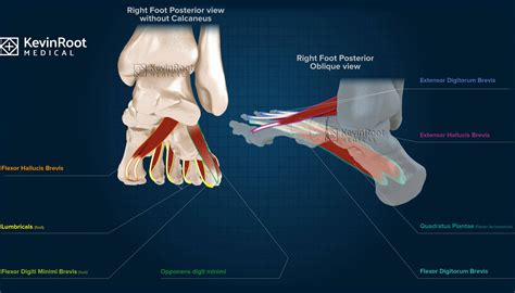 Flexor Hallucis Longus Origin And Insertion
