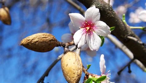 ALMENDRO CARACTERÍSTICAS CULTIVO VARIEDADES CUIDADOS