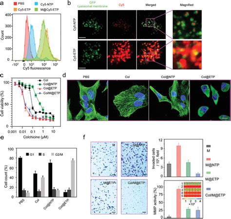 In Vitro Cytotoxiccytostatic Activity A Quantification Of Cellular
