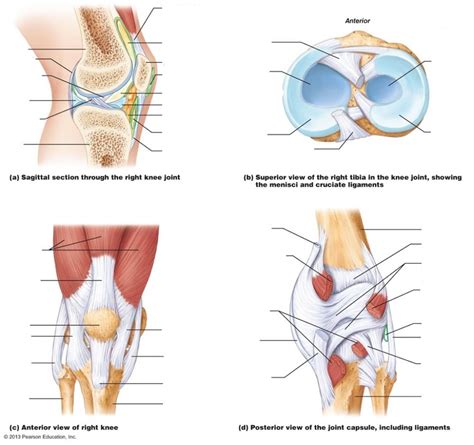 Knee Joint Diagram Quizlet