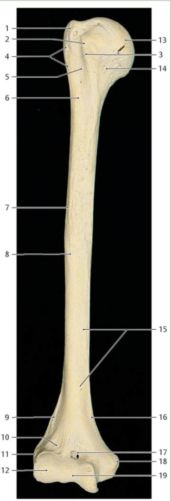 Anterior View Of Humerus Diagram Quizlet