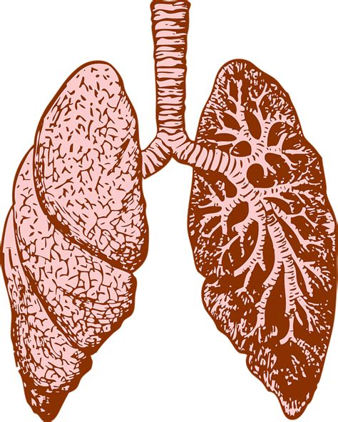 Parts Of The Lungs Diagram Quizlet