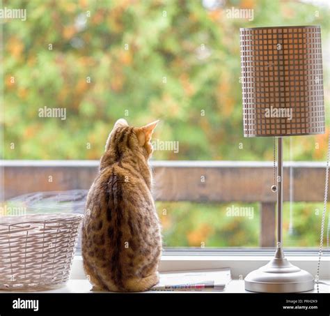 Cat Looking Out The Window Hi Res Stock Photography And Images Alamy