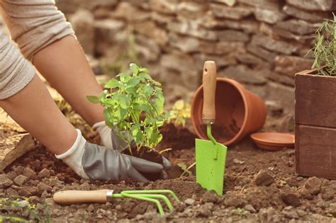 Menthe Quand Et Comment La Planter Dans Son Potager