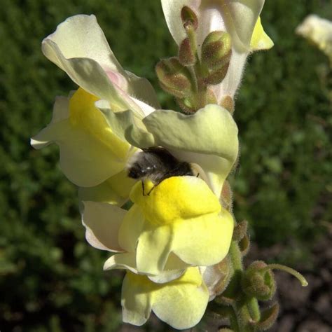 Wildes Löwenmaul Antirrhinum majus
