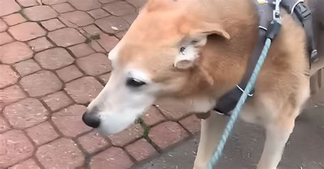 Ce chien facétieux se met subitement à boiter lorsque sa maîtresse ne