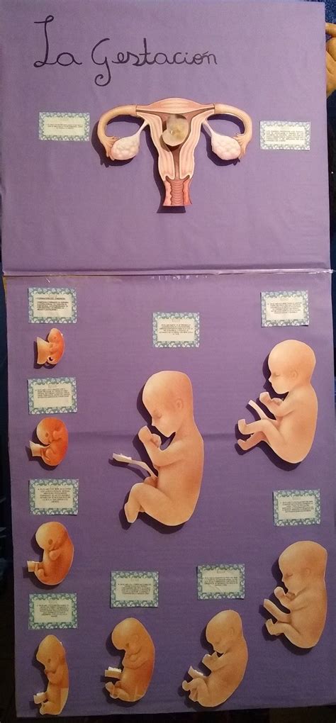 Reproductive System Project
