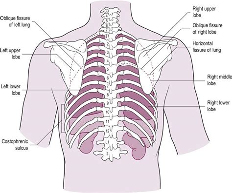 Thorax Definition Anatomy Anatomy Drawing Diagram
