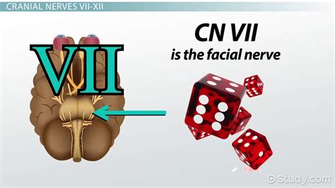 12 Cranial Nerves Definition Functions List Lesson Study