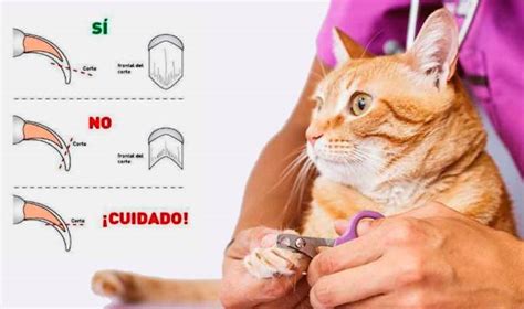 Cómo cortar las uñas a un gato Arsveterinaria
