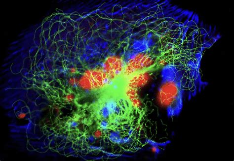 One Fluorophore One Parameter One Laser Overcoming Limitations To