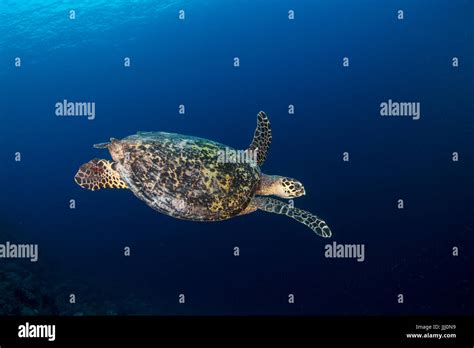 A Hawksbill Sea Turtle Swims Through The Clear Blue Waters Of Raja