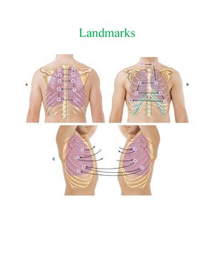 Chapter Breast Axillae And Regional Lymphatics Helpful Tips For