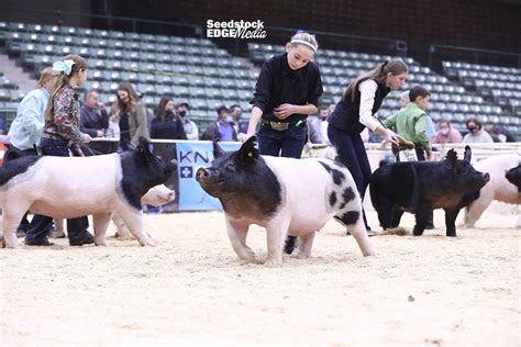 2020 Western Regional Crossbred Gilt Show National Swine Registry