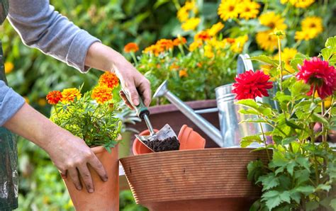 Fleurs Id Ales Planter En Ao T Pour Un Jardin Rayonnant