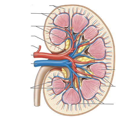 Bio Ii Kidney Diagram Quizlet