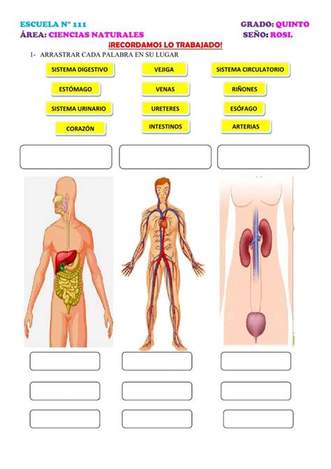 Aparato Excretor online activity Proyectos de ciencia para niños