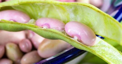 Qué son las LEGUMINOSAS Tipos cultivo y ejemplos varios