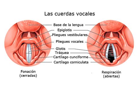 Tipos de voz y registros vocales qué tipo de voz tengo Cinco Noticias