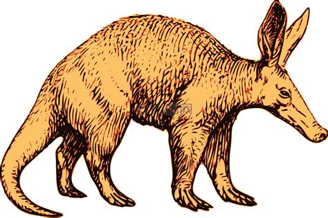 aardvark 非洲 动物高清图库素材免费下载 图片编号 6357599 六图网