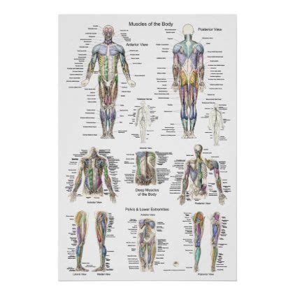 Human Muscle Anatomy Poster Anterior Posterior Zazzle Human Muscle