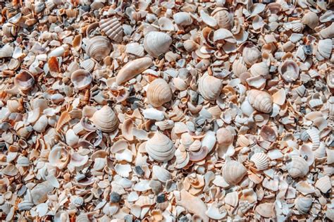 Fondo De Conchas Marinas Foto Premium