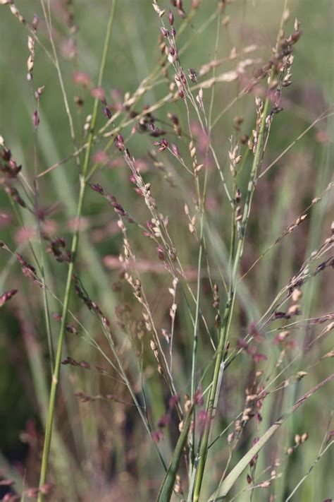 Panicum virgatum Heavy Metal Bläuliche Rutenhirse BXS8Q9 01