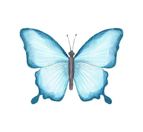 Mariposa Hermosa Azul Acuarela Png Acuarela Mariposa Azul Png Y Psd