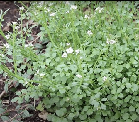Common Tall Garden Weeds Fasci Garden