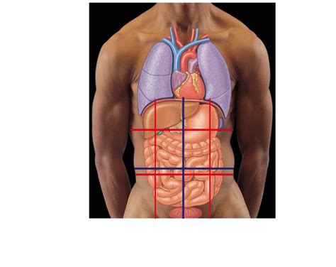 A P Chapter 1 Abdominopelvic Organs Diagram Quizlet