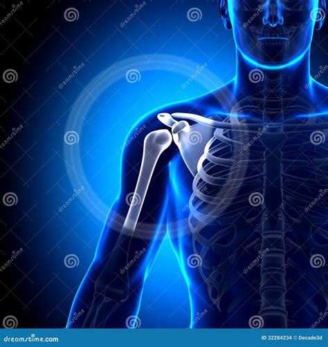 Hombro omóplato clavícula Huesos De La Anatomía Stock de ilustración