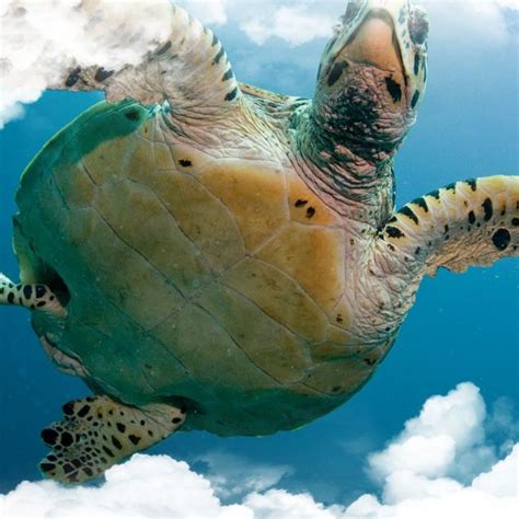 So Ar Con Tortugas Y Su Significado So Arconcucarachas