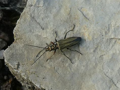 Käfer Käfer alle Coleoptera indet c Walter Dietz naturgucker