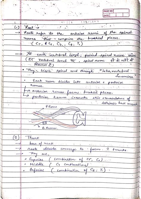 SOLUTION Brachial Plexus Studypool