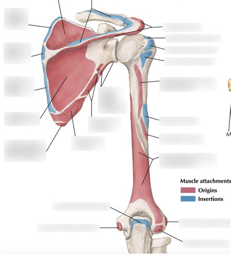 Attachments Of Humerus And Scapula Posterior View Diagram Quizlet