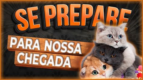 O Que Eu PRECISO COMPRAR Para Ter Um FILHOTE DE GATO Filhotesdegato