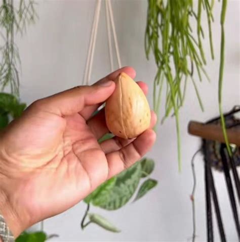 Gu A Para Germinar Un Hueso De Aguacate Sigue Este Sencillo Video De