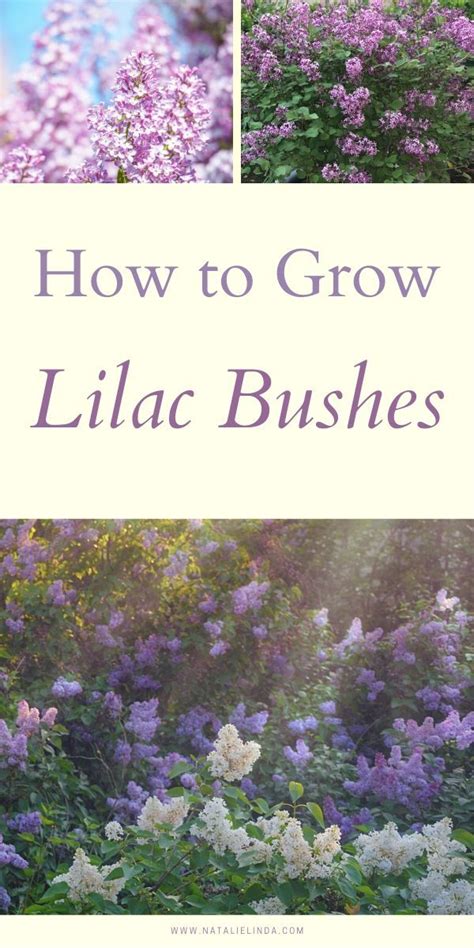 How To Grow A Lilac Bush For Beautiful Blooms In The Spring Lilac