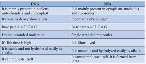 Dna Vs Rna Table
