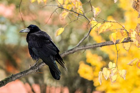 Darmowe Zdjęcia Natura gałąź dzikiej przyrody listowie dziób