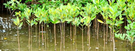 Ecosistemas acuáticos de México manglares Agua org mx