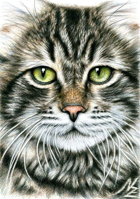 Arte Pintura Oleo Acuarela Escultura Cat Face Drawing Color Pencil