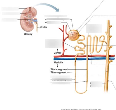 Ap Lab Urinary System Ppt Diagram Diagram Quizlet
