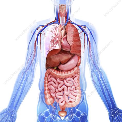Human Internal Organs Artwork Stock Image F Science