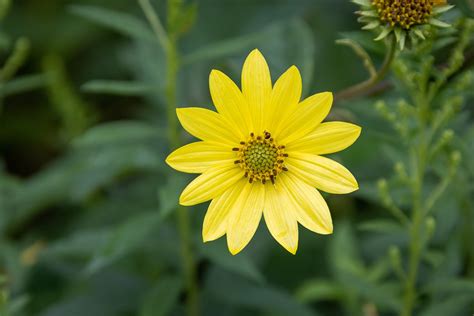 Blomma Gul Bloom Gratis foto på Pixabay Pixabay