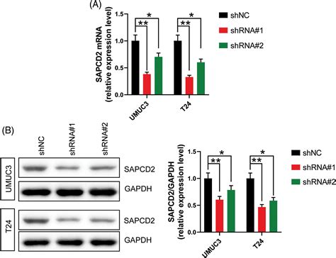 BIOCELL Free Full Text Inhibition Of Proliferation Migration And