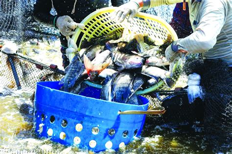 Penternakan Tilapia Dengan Marikultur Agrimag