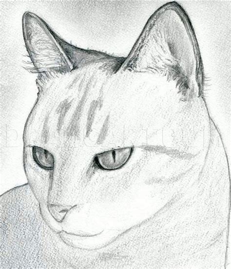 How To Draw A Realistic Cat Head