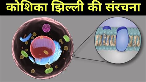 Cell Membrane Structure Youtube