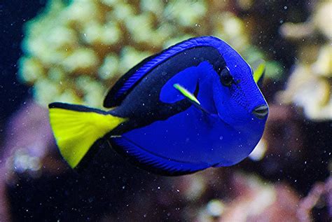 Pez cirujano azul Características hábitat y qué come